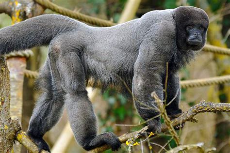 Le Singe Araignée Blog Singe