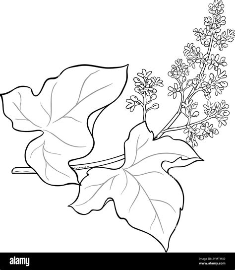 Kukui Branch Isolated Outline Illustration Stock Vector Image And Art Alamy
