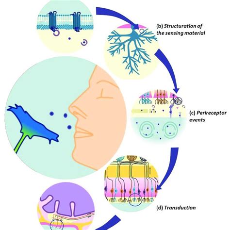 Main Constituents And Functions Involved In The Biological Olfaction