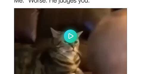 Murder Mittens Is Not Amused Album On Imgur