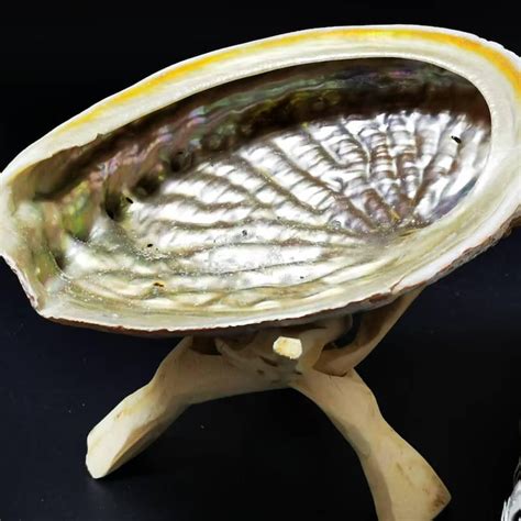 Abalone Shell Etsy