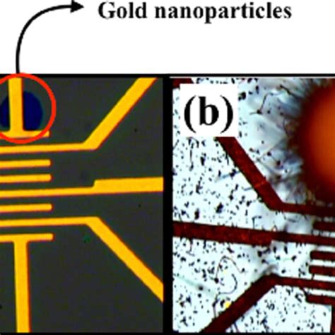 A An Optical Micrograph Of The Metal Electrodes Obtained By