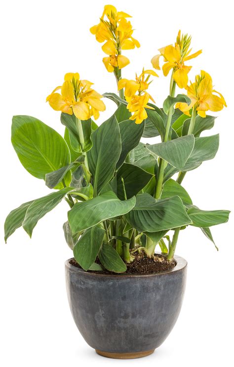 Toucan® Yellow Canna Lily Canna Generalis Proven Winners