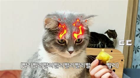 고양이가 고구마에 중독되면 이렇게 무섭습니다 2탄 Youtube