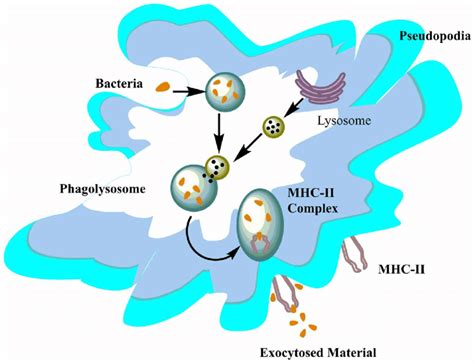 Diagrammatic Representation Of Pathophysiology Of Tuberculosis