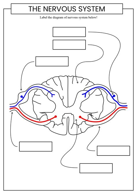 13 Light Microscope Diagram Worksheet Microscope Parts Worksheets