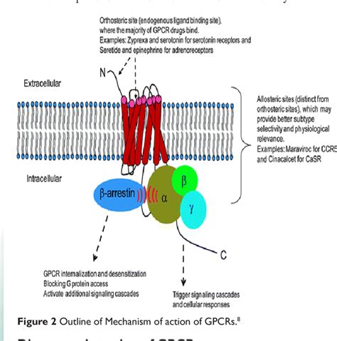 G Protein Coupled Receptors Diagram