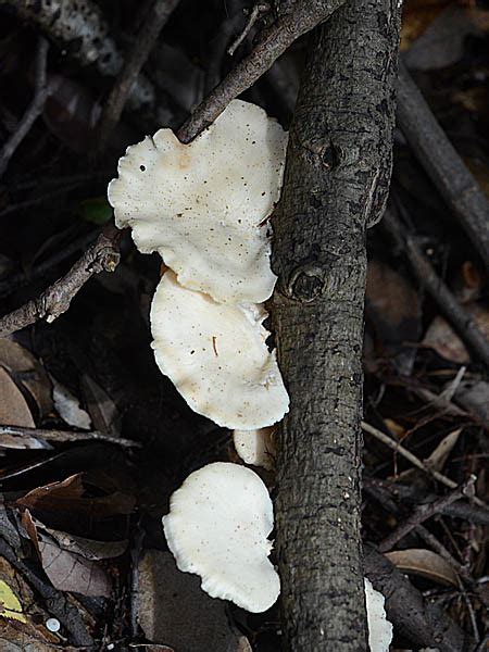 Polyporus Grammocephalus Polyporaceae