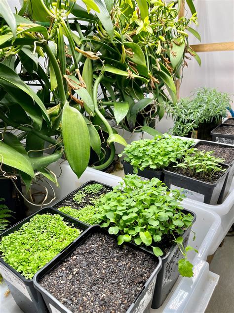 Gardening Blessings Garden Is A Blessing Sharing Plants… By Dr