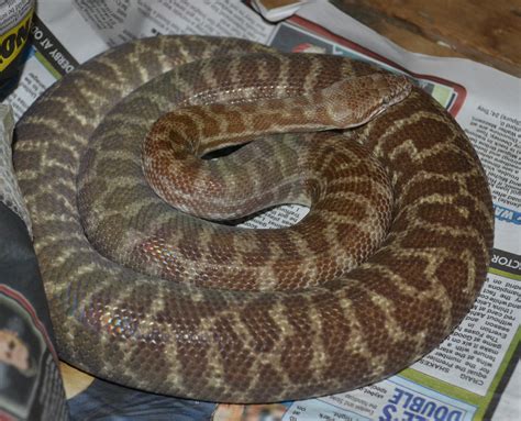 Sw England 1 1 Northern Territory Eastern Stimson S Pythons Antaresia