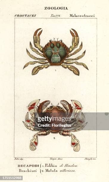 Polybius Photos And Premium High Res Pictures Getty Images