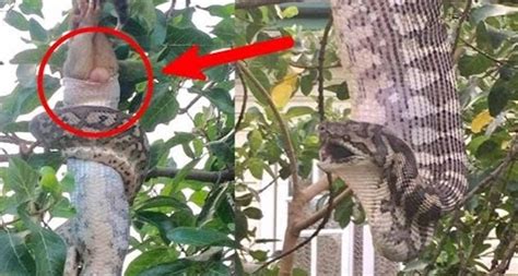 Lihat Ular Besar Ni Makan Kamu Pasti Hairan Apa Yang Dimakan