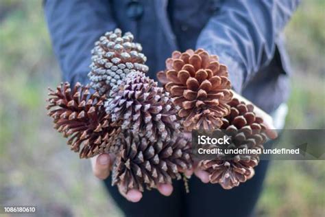 한편으로 소나무 숲에 많은 Pinus Pungens 공 소나무 침엽수에 대한 스톡 사진 및 기타 이미지 소나무 침엽수