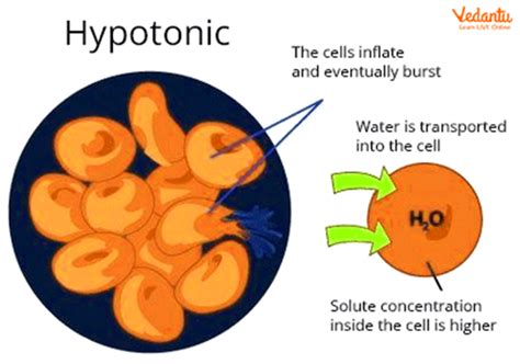 Hypotonic Diagram