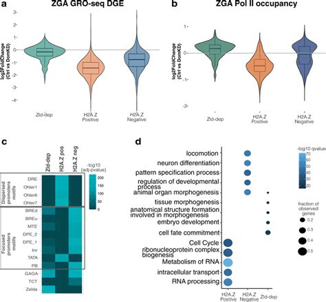 Transcription Of Housekeeping Genes Is Affected In Domkd Embryos A