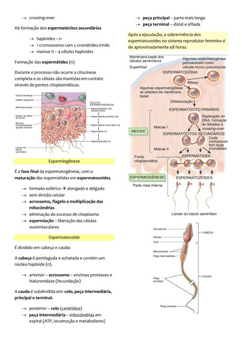 Solution Anatomia Do Sistema Reprodutor Masculino Studypool