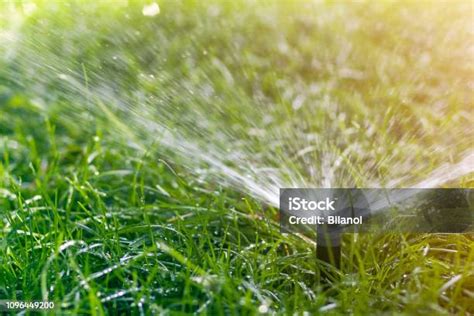 잔디 물 뜨거운 여름 날에 정원 또는 뒤뜰에 잔디 녹색 신선한 잔디에 살포 물 물 뿌리 개 자동 급수 장비 잔디 유지 관리 원 예 및 도구 개념 관개 장비에 대한 스톡 사진