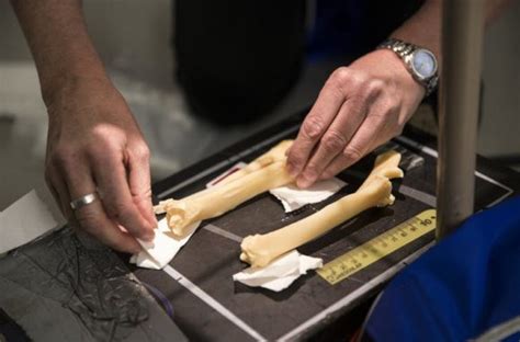 Osteoartrite E Morte Prematura De Dolly Não Foi Culpa Da Clonagem Zap