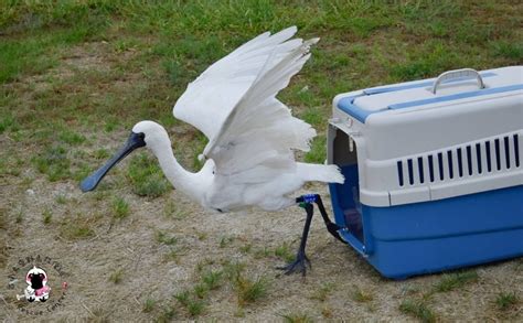 南市野鳥學會野放今年第一隻黑面琵鷺 中華日報中華新聞雲