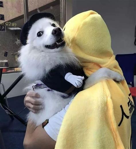 萨摩耶的日常简直就是一套表情包大全 萨摩耶 表情包 阿财 新浪新闻