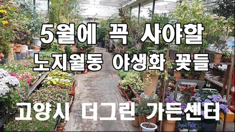 더그린가든센터 5월에 꼭 사야할 노지월동 야생화 꽃들 식물 설명 이름 가격 자막ㅇ Youtube