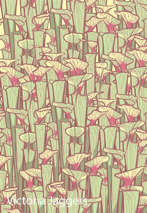 Sarracenia Saurus Carnivorous Plant Resource