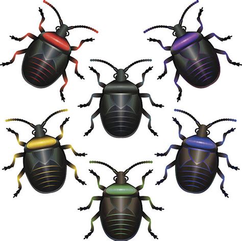 Best Stink Bug Illustrations Royalty Free Vector Graphics And Clip Art