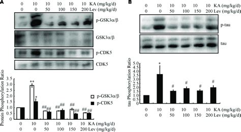Lev Suppresses Ka Induced Tau Phosphorylation In The Brains Of