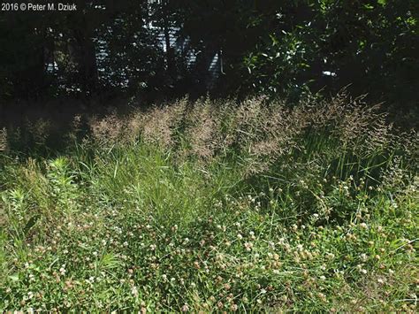 Agrostis Stolonifera Creeping Bentgrass Minnesota Wildflowers