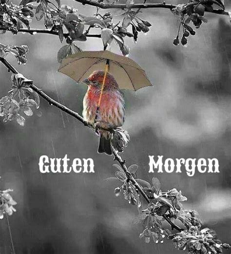 Guten Morgen bilder für whatsapp kostenlos 389 GBPicsBilder