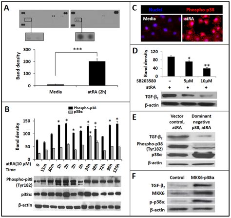 Atra Induced Tgf β2 Expression In Iecs Is Mediated Via P38 Mapk A
