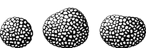 Truffle Royalty Free Vector Image Vectorstock