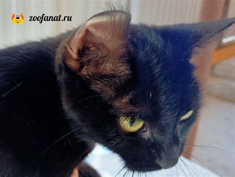 Как правильно чистить уши кошке в домашних условиях