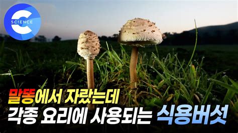 독버섯 Vs 식용버섯 구별방법 Youtube