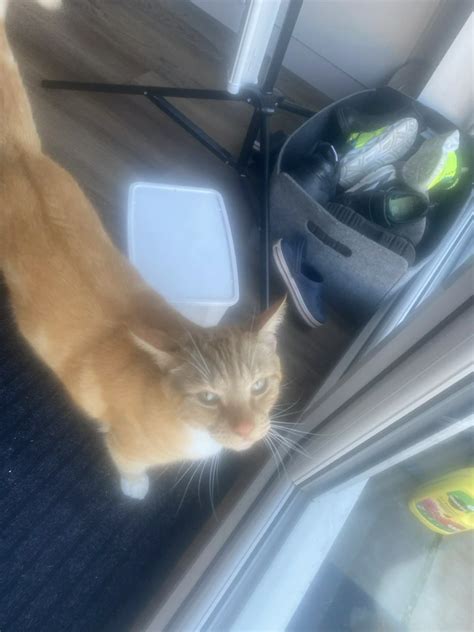 Biscuits Daily Picture Album On Imgur