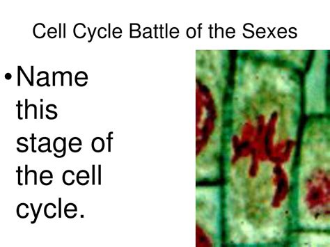 PPT Cell Cycle Battle Of The Sexes PowerPoint Presentation Free Download ID