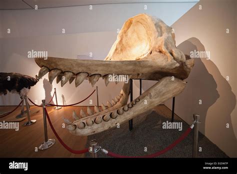 Leviathan Melvillei Fossil
