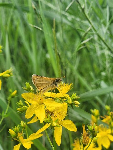 Butterfly Moth Nature Free Photo On Pixabay Pixabay