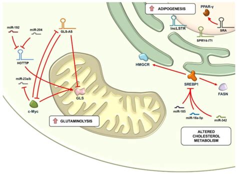 Cancers Free Full Text Regulation Of Metabolic Reprogramming By