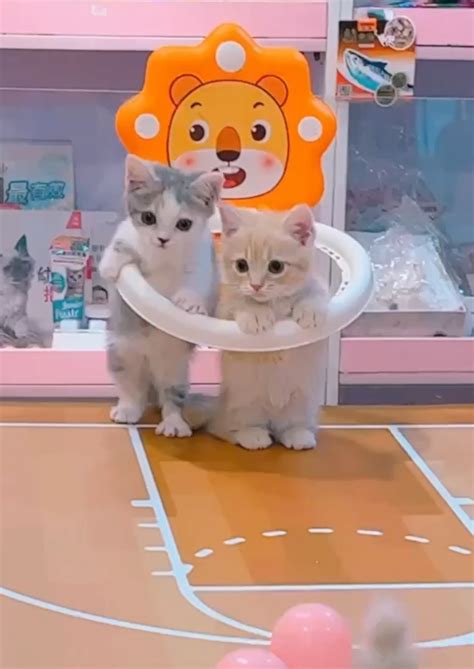 星光貓舍／曼赤肯貓 小白故事 幼犬貓買賣知識分享 合法寵物店