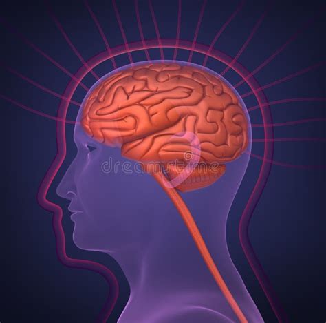 3d脑子人设计 库存例证 插画 包括有 带状闪长岩 内存 题头 健康 大脑 后脑 外皮 侧向 21993521