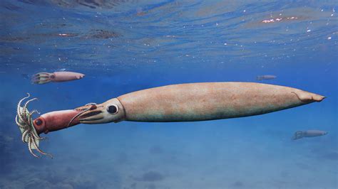 Vampire Squid Ancestor Died In Eternal Embrace With Its Dinner Live