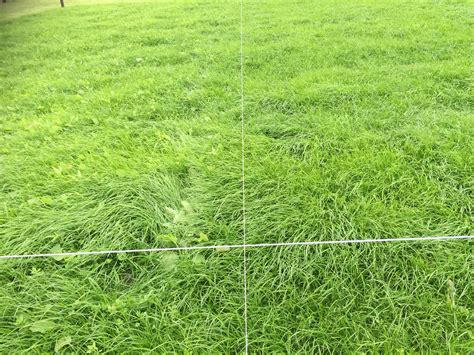 Pics Thinking Of Reseeding Check Out The Options Available Here