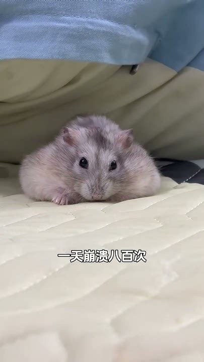 养人类真的太麻烦的养鼠日常分享 仓鼠宝宝的日常 仓鼠🐹 萌宠出道计划 鼠鼠我呀 Youtube