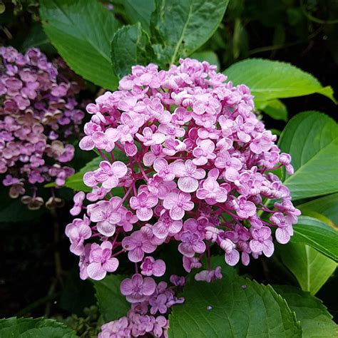 Hydrangea Macrophylla Ayesha Find Haveplanter