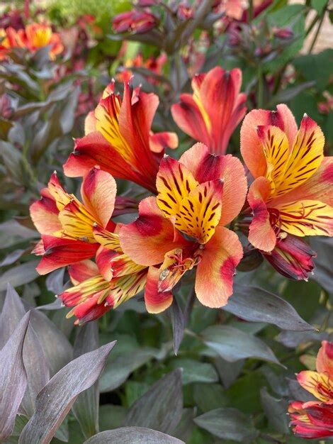 Premium Photo Peruvian Lily Flowers