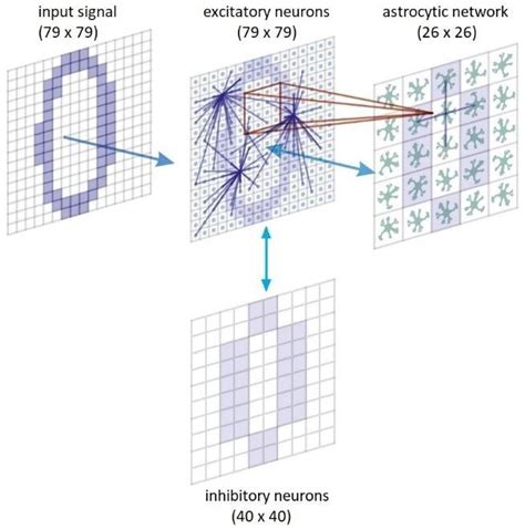 The Structure Of The Neuron Astrocyte Network Model Download Scientific Diagram