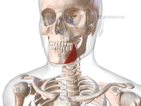 Left Depressor Anguli Oris Biodigital Anatomy