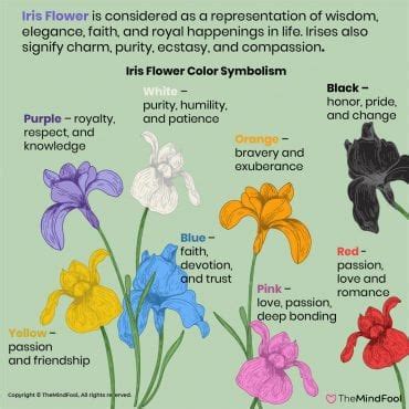 A Complete Guide To Iris Flower Meaning And Symbolism Themindfool