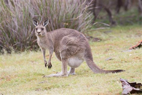 15 Amazing Facts About Kangaroos Discover Walks Blog